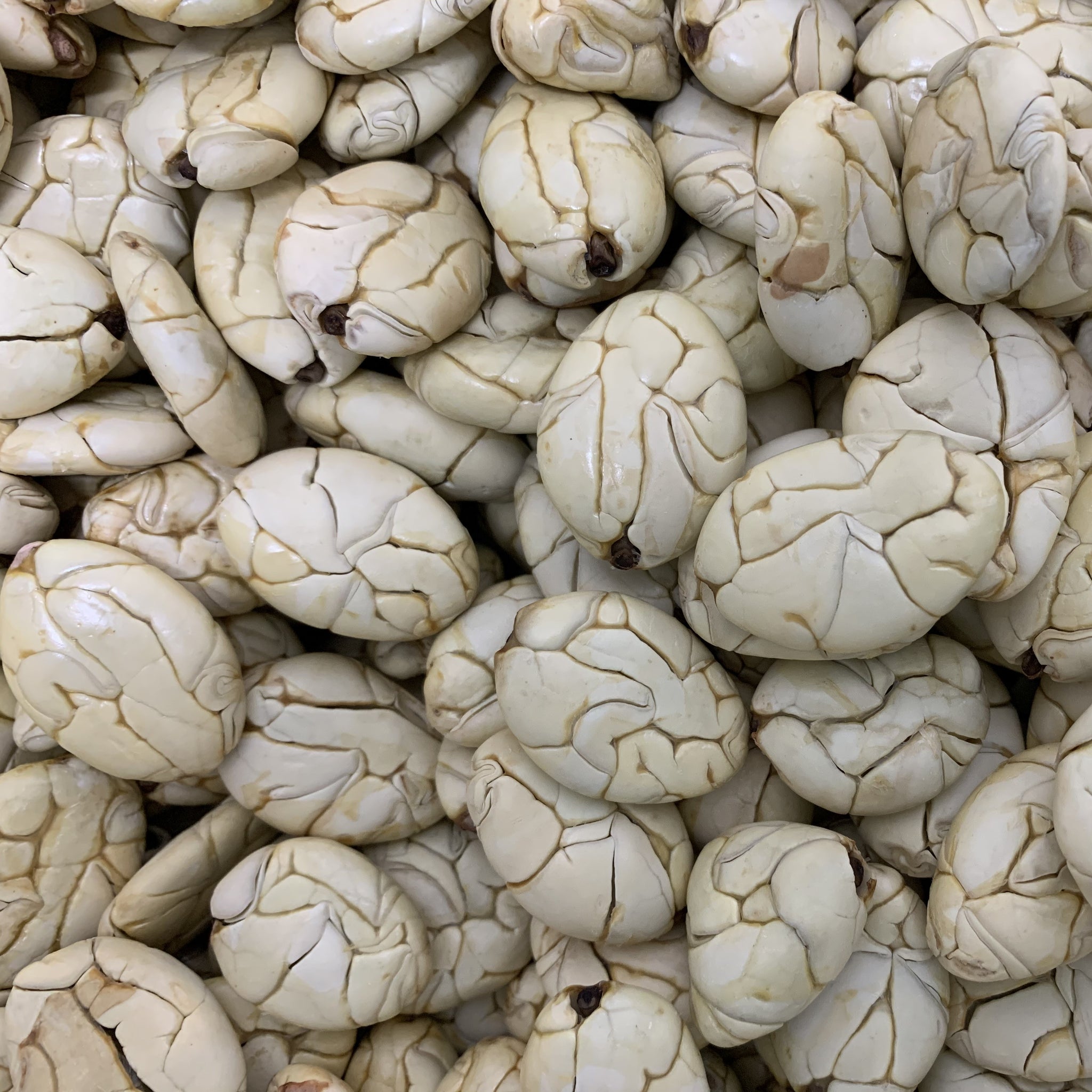 Macambo - Jaguar White Cacao Beans- 1KG – CocoaSupply Australasia